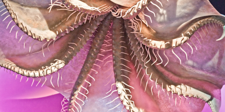 list of 20 animals without hair (with pictures) - Animallot