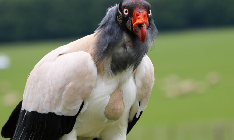8 Animals With "King" In Their Name - Animallot