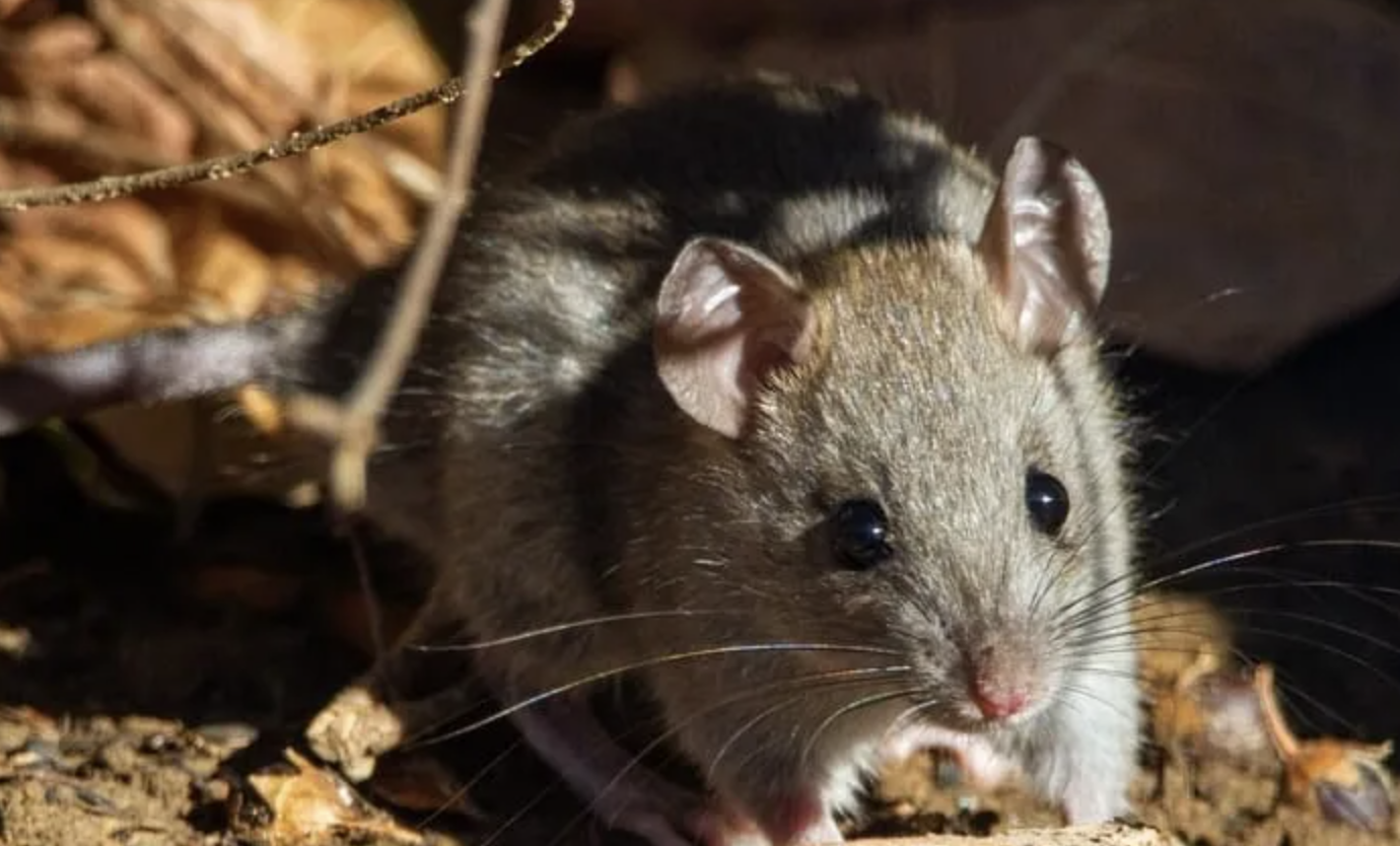 List Of 20 Animals Starting with E (With Pictures)