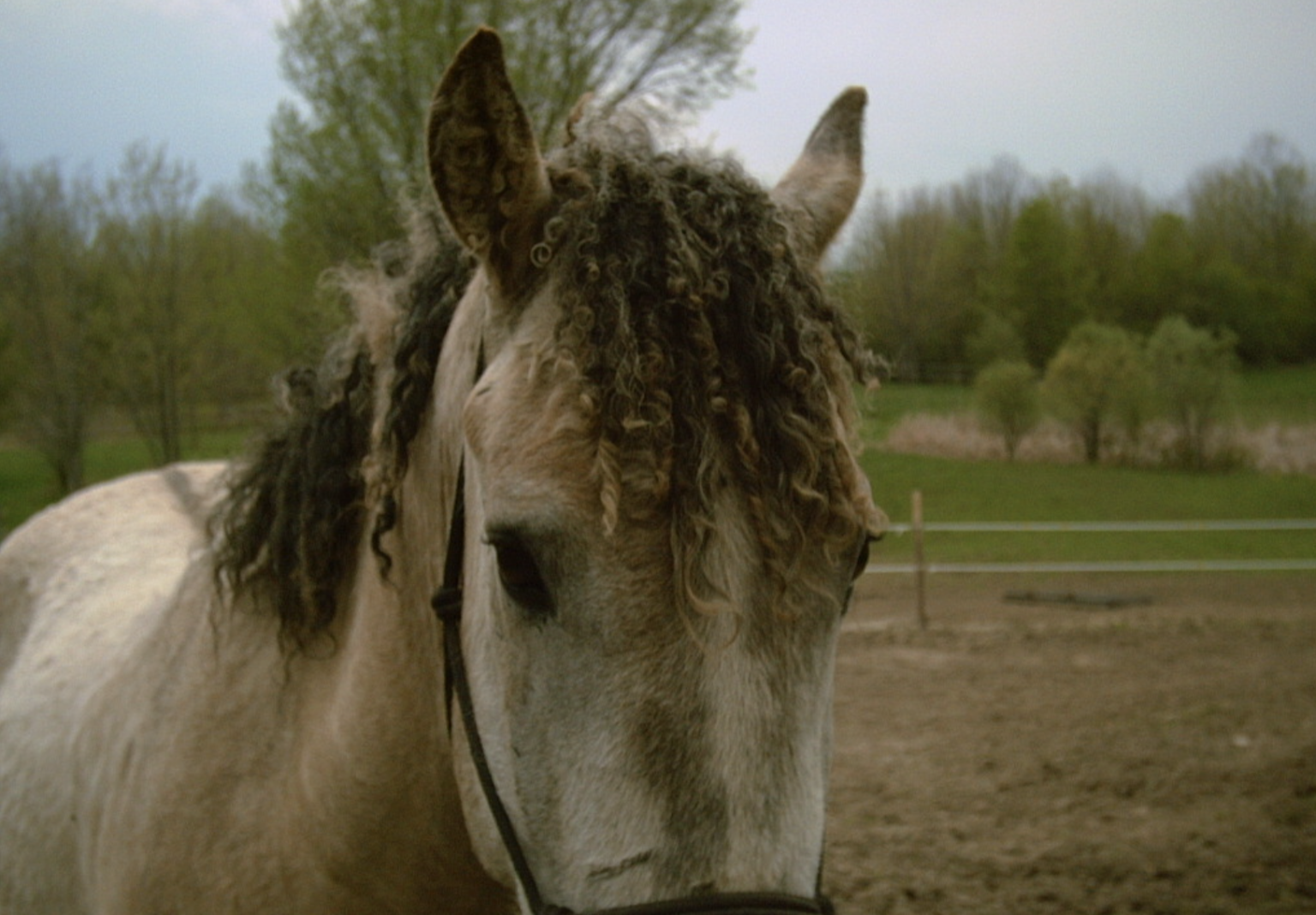 List of 15 Animals With Curly Hair (With Pictures)