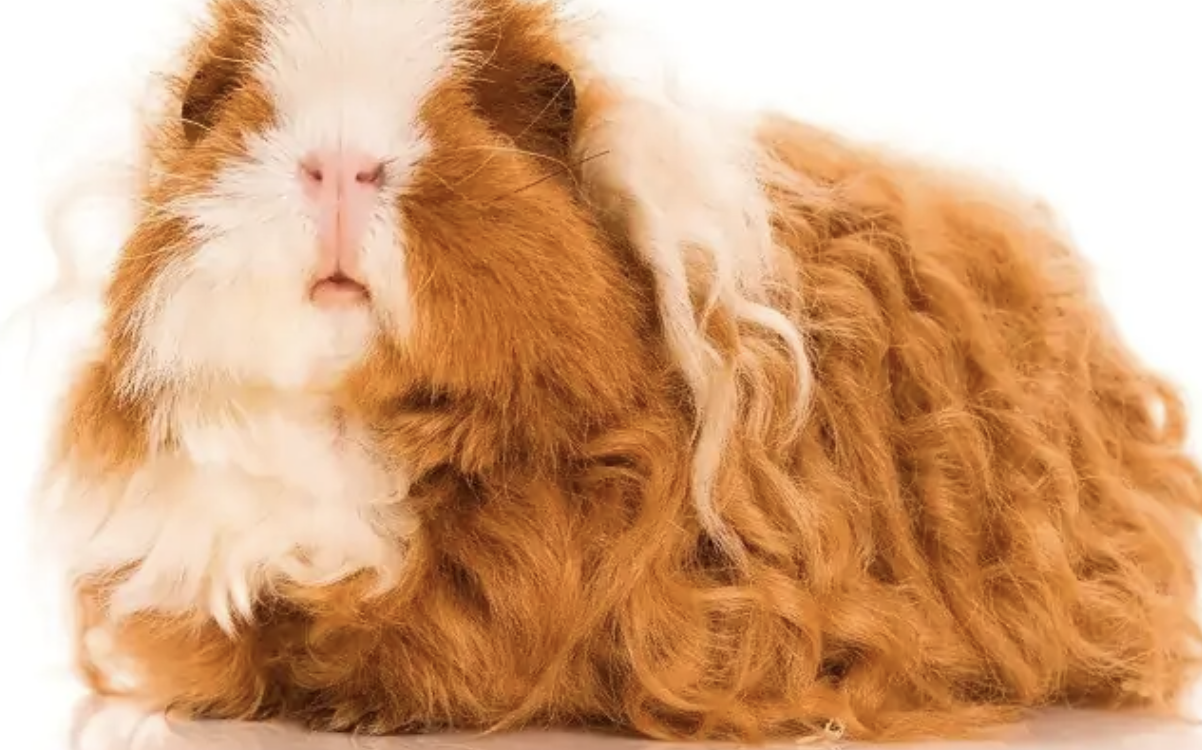 List of 15 Animals With Curly Hair (With Pictures)
