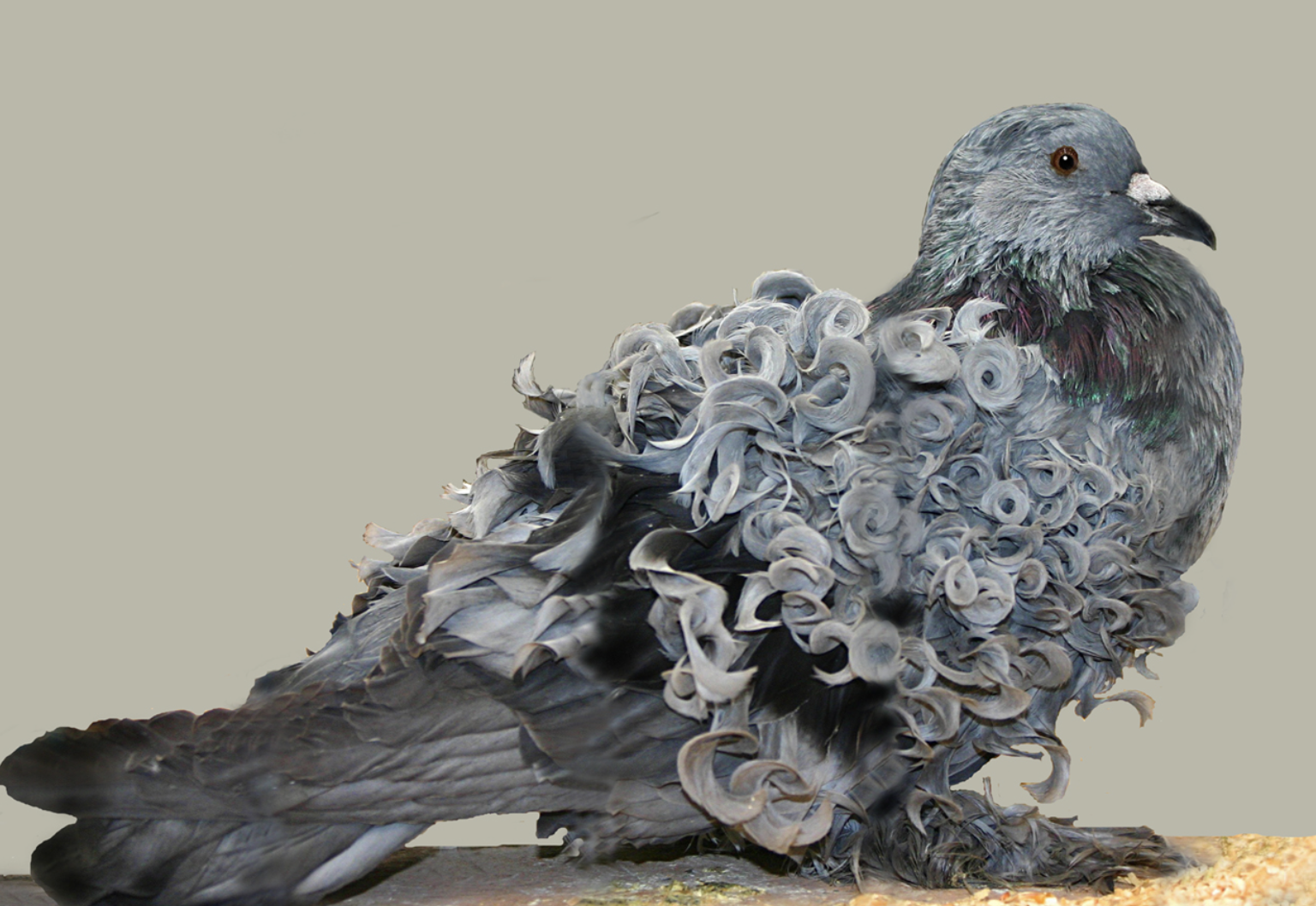 List of 15 Animals With Curly Hair (With Pictures)