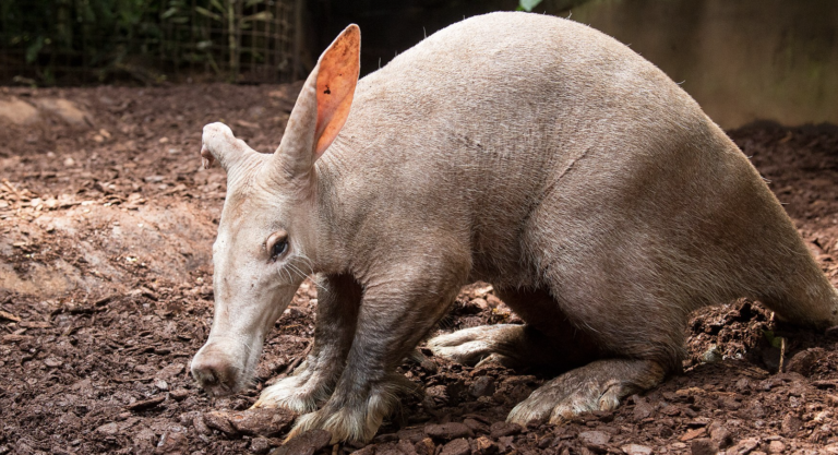 List of 29 Animals With Claws (With Pictures) - Animallot