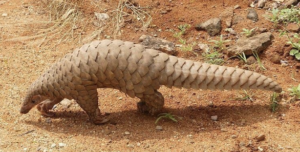 List of 29 Animals With Claws (With Pictures) - Animallot