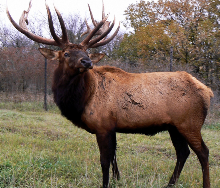 List of 16 Animals With Antlers (With Pictures) - Animallot