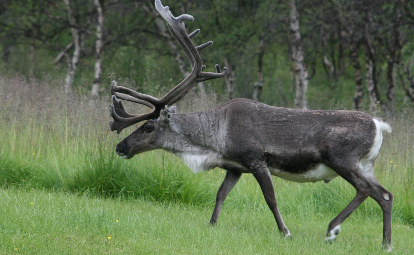 List of 16 Animals With Antlers (With Pictures) - Animallot