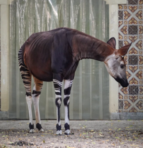 List of 20 animals with chins (with pictures) - Animallot