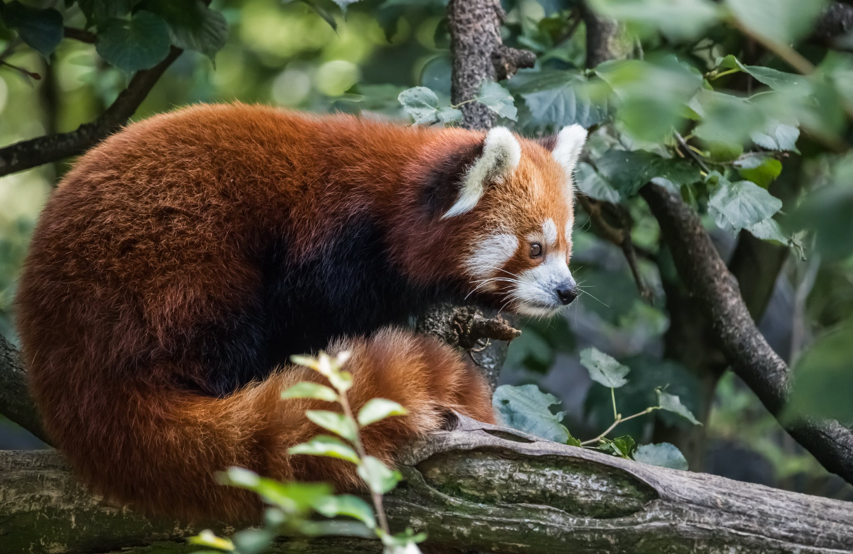 List of 20 animals with chins (with pictures) - Animallot