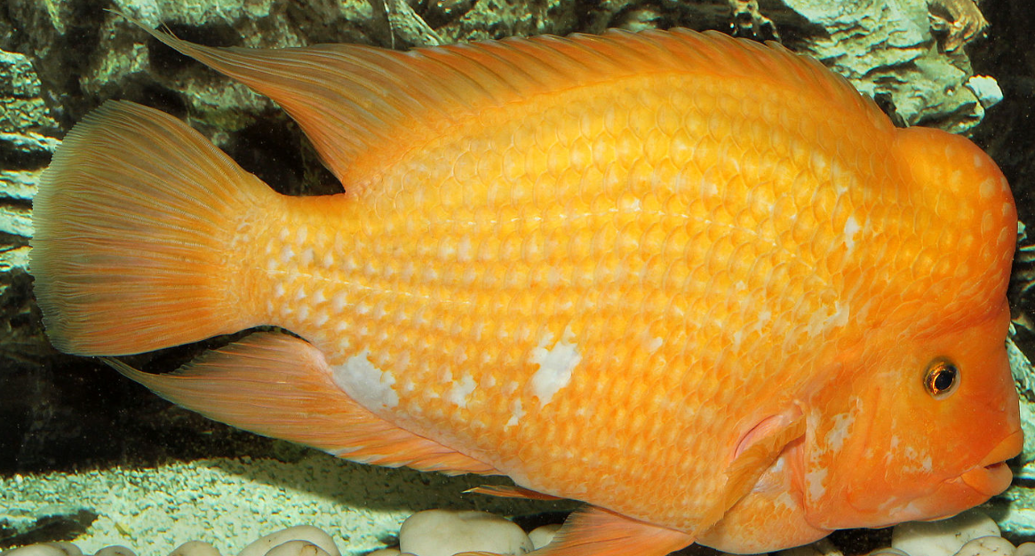 List of 16 animals with big foreheads (with pictures) - Animallot