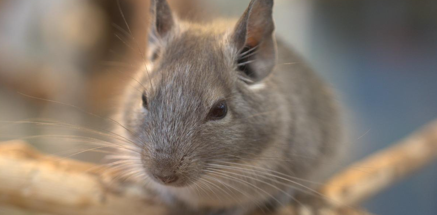 20 Animals with Double Letters in Their Name - Animallot