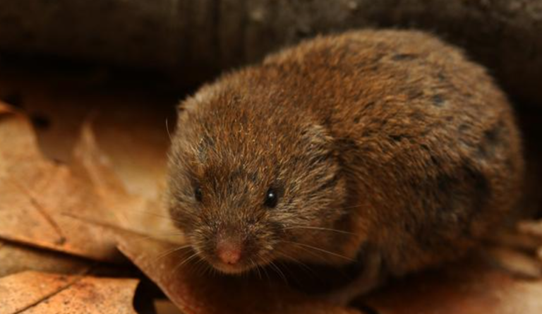 15 Animals Starting With J (With Pictures) - Animallot