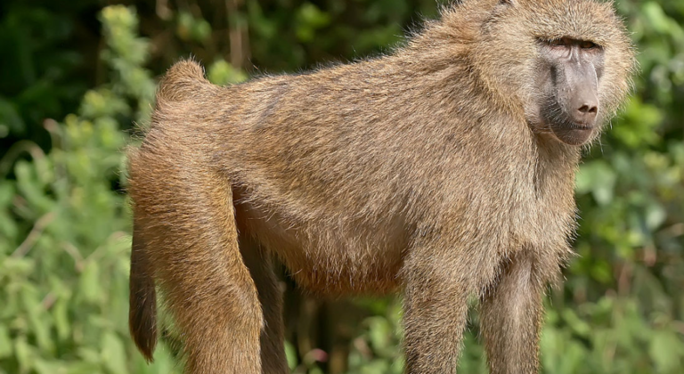 List of 18 Animals With Hands (with pictures) - Animallot