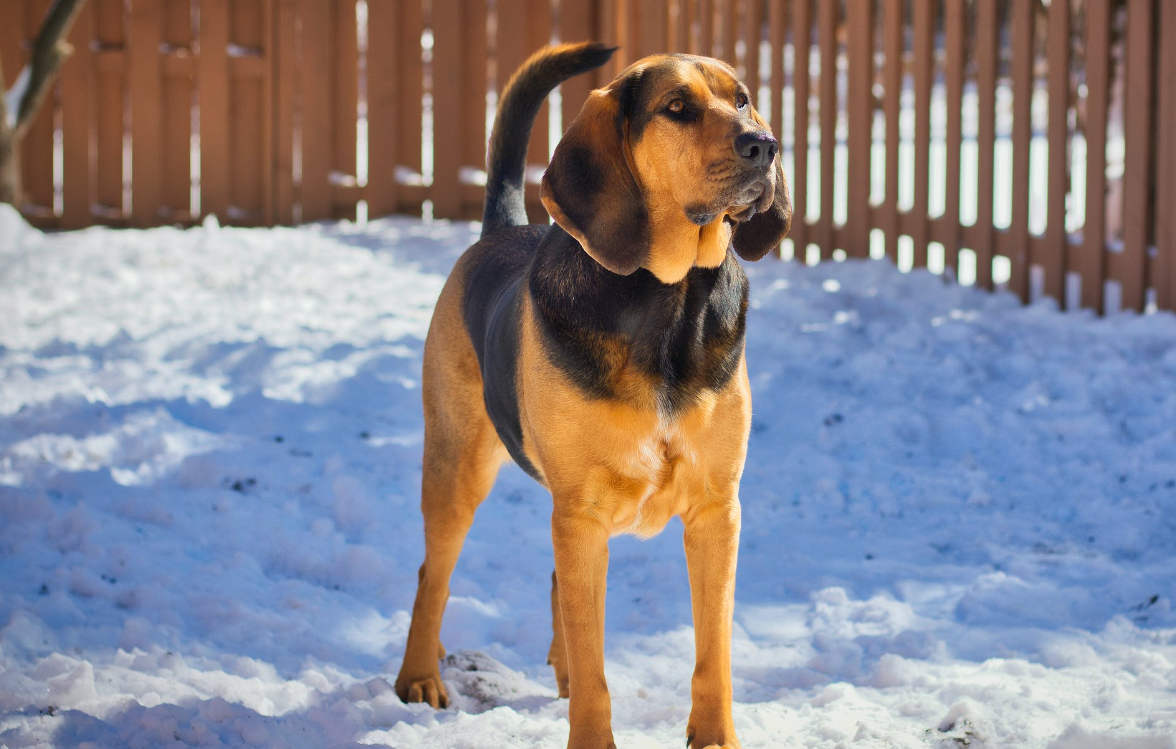 13 Animals With Good Sense of Smell (With Pictures) - Animallot