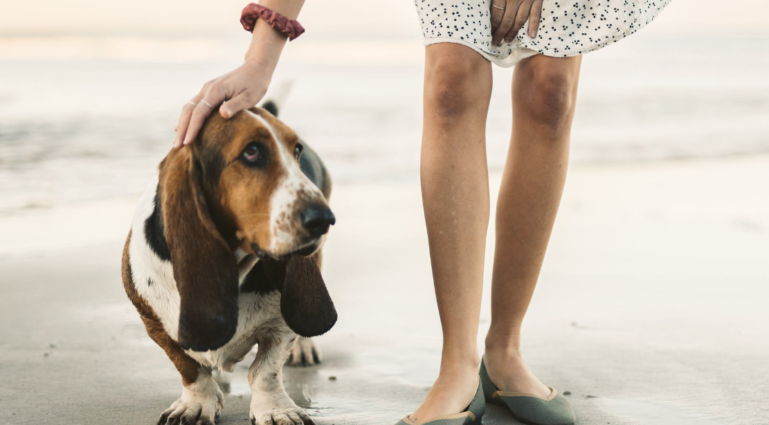 13 Animals With Good Sense of Smell (With Pictures) - Animallot