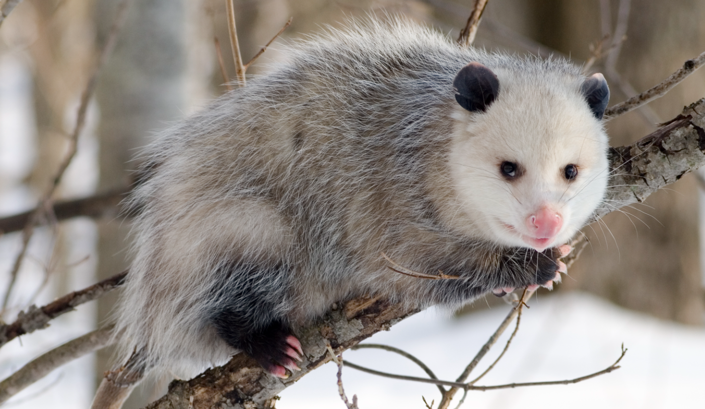 15 Animals With Pouches (With Pictures) - Animallot