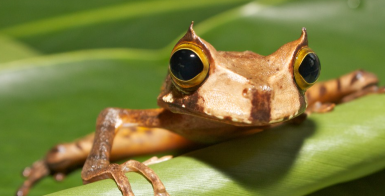 15 Animals With Pouches (With Pictures) - Animallot