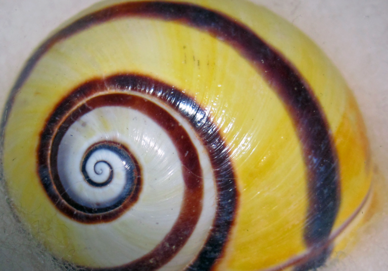 List of 15 Animals With Patterns (With Pictures) - Animallot