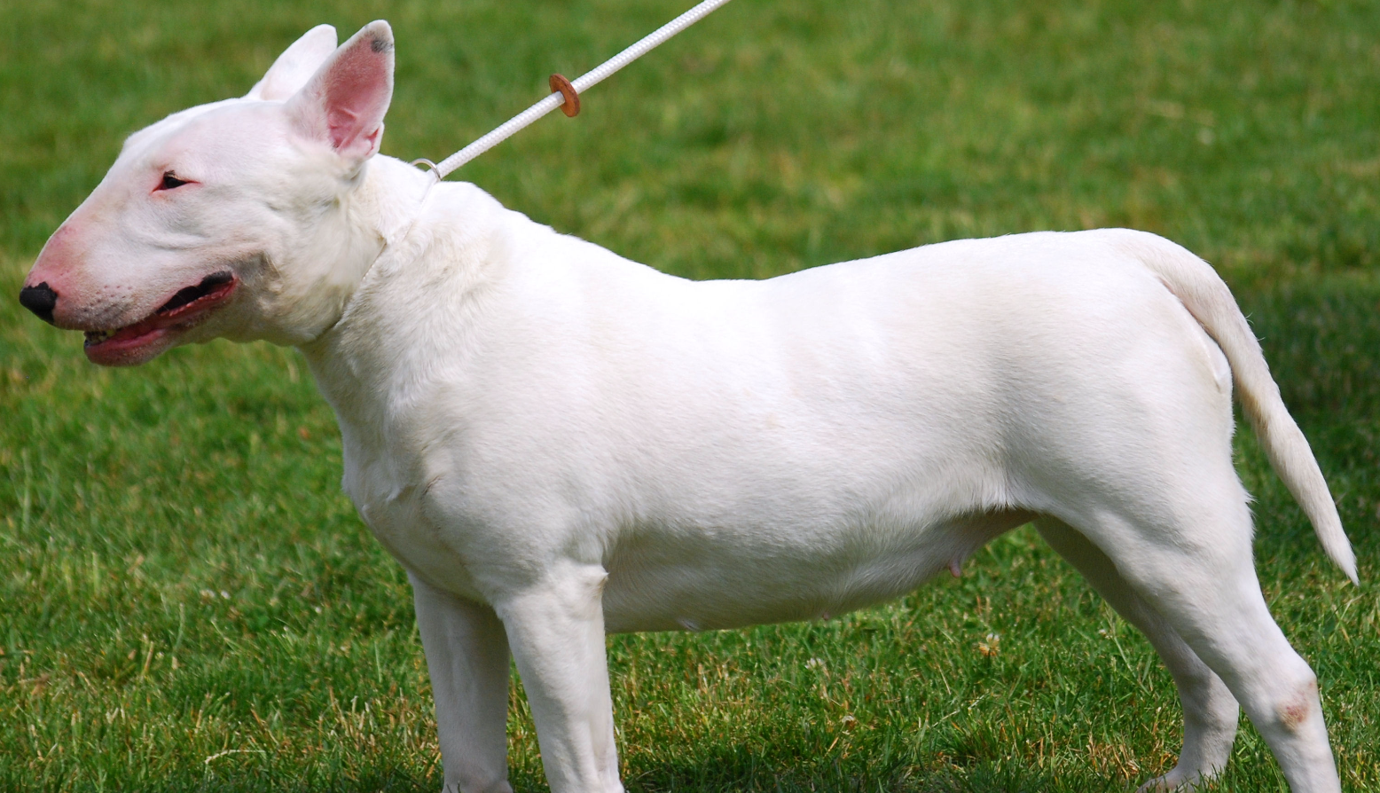 List of 13 Animals With Pointy Ears (With Pictures)
