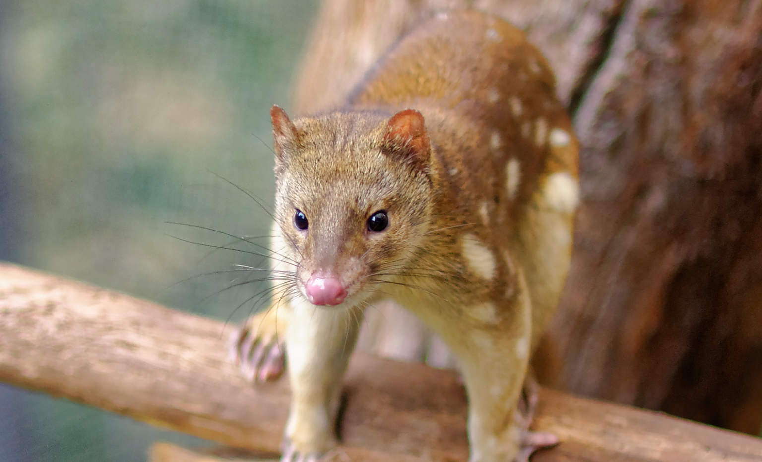 List of 13 Animals With Pointy Ears (With Pictures)