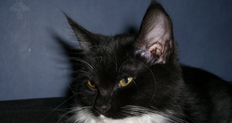 List of 13 Animals With Pointy Ears (With Pictures)