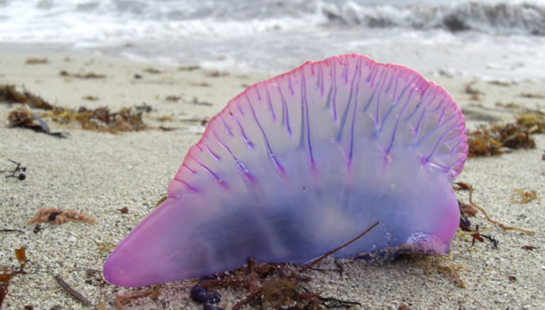 16 Animals That Don't Have Legs (With Pictures) - Animallot