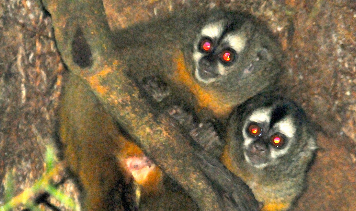 15 Animals With Night Vision (With Pictures) - Animallot