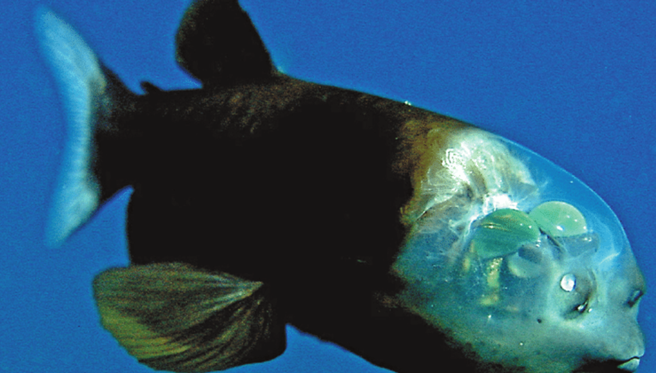 15 Animals With Night Vision (With Pictures) - Animallot