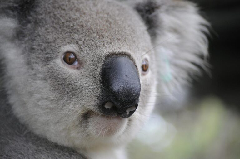 List of 16 animals with big foreheads (with pictures) - Animallot