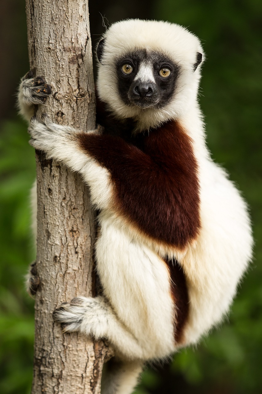 List of 18 Animals With Hands (with pictures) - Animallot