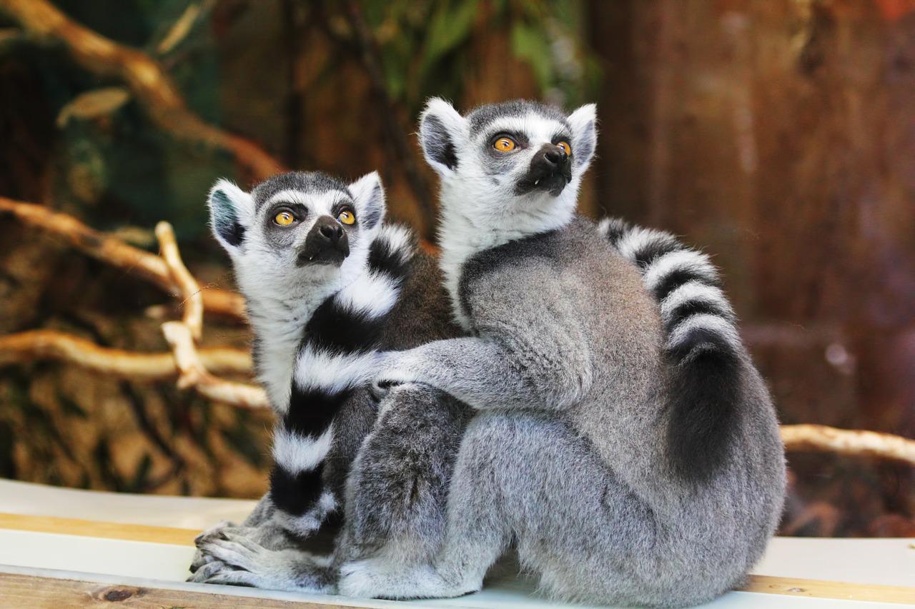 14 Animals With Long Tails (With Pictures) - Animallot