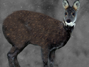 List Of 16 Animals with Fangs (With Pictures) - Animallot