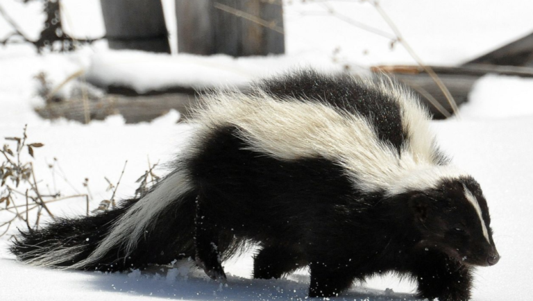 12 Animals With Fluffy Tails (List With Pictures) - Animallot