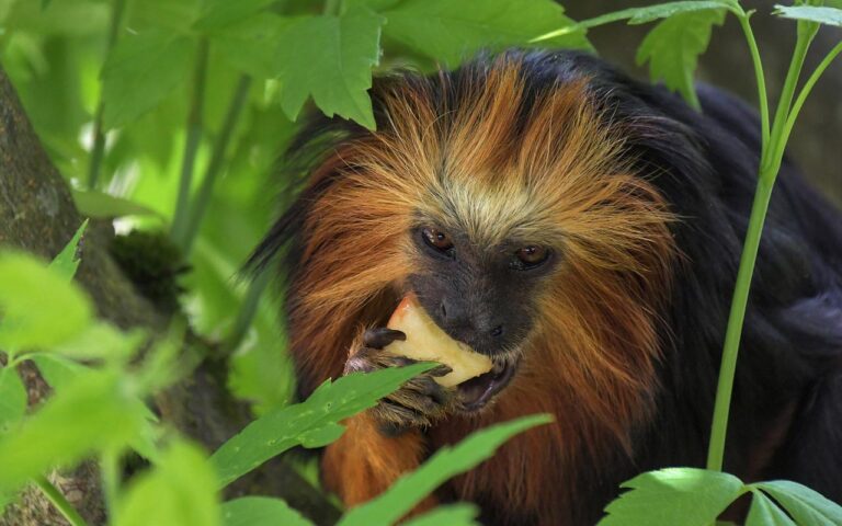 List of 20 animals with chins (with pictures) - Animallot
