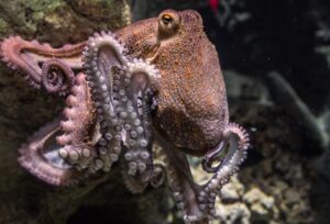 List of 11 Animals with no teeth - Animallot