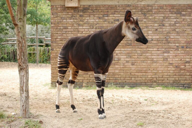 List of 20 animals with hooves (with pictures) - Animallot