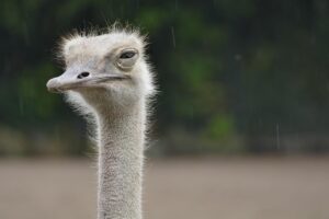 Top 10 Animals With Bad Memory (With Pictures) - Animallot