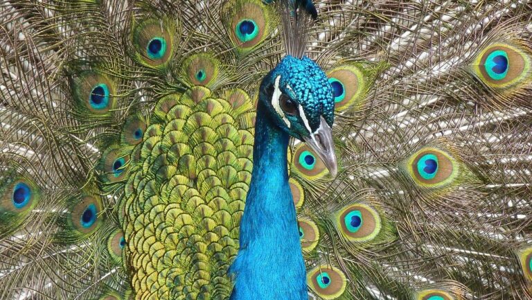 List of 19 Animals With Feathers (With Pictures) - Animallot