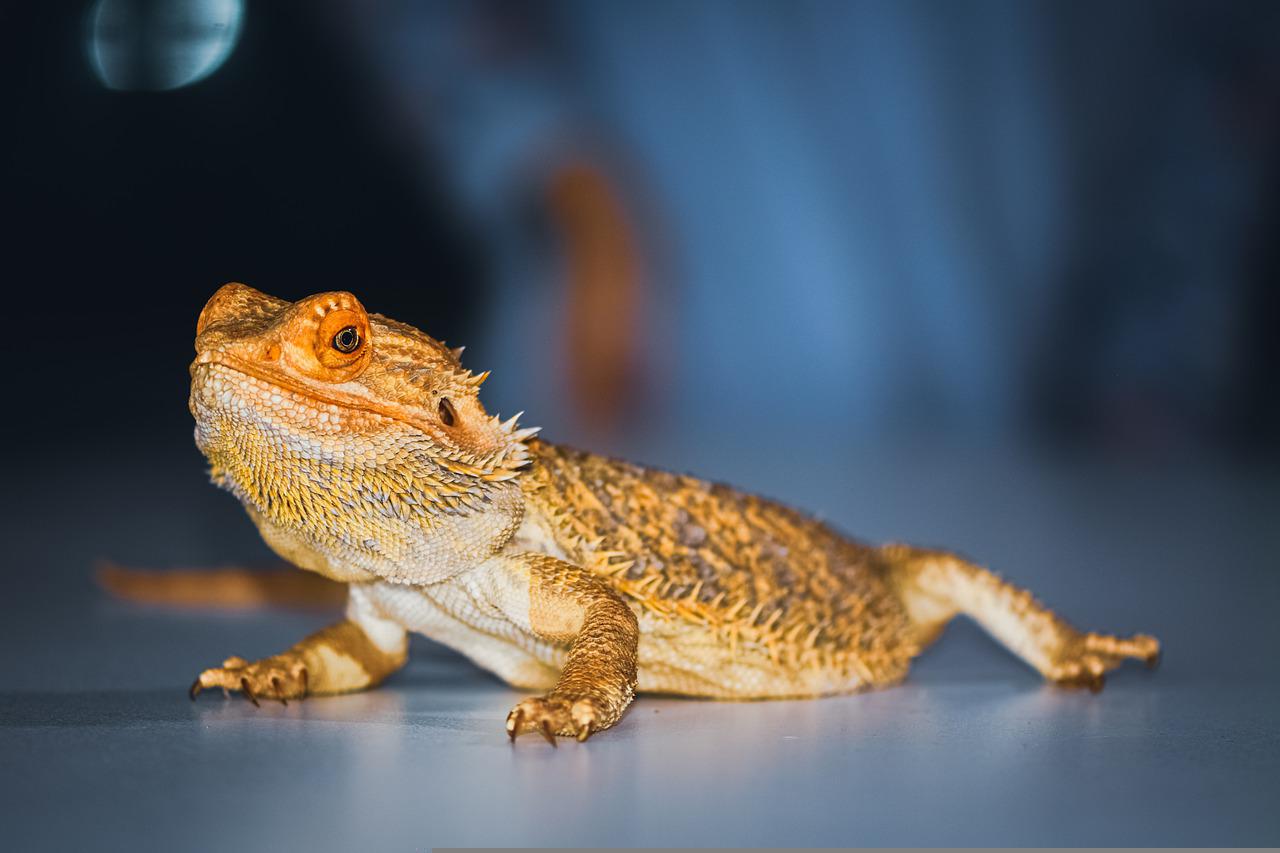 15 Animals with Eyes on the Side (With Pictures) - Animallot