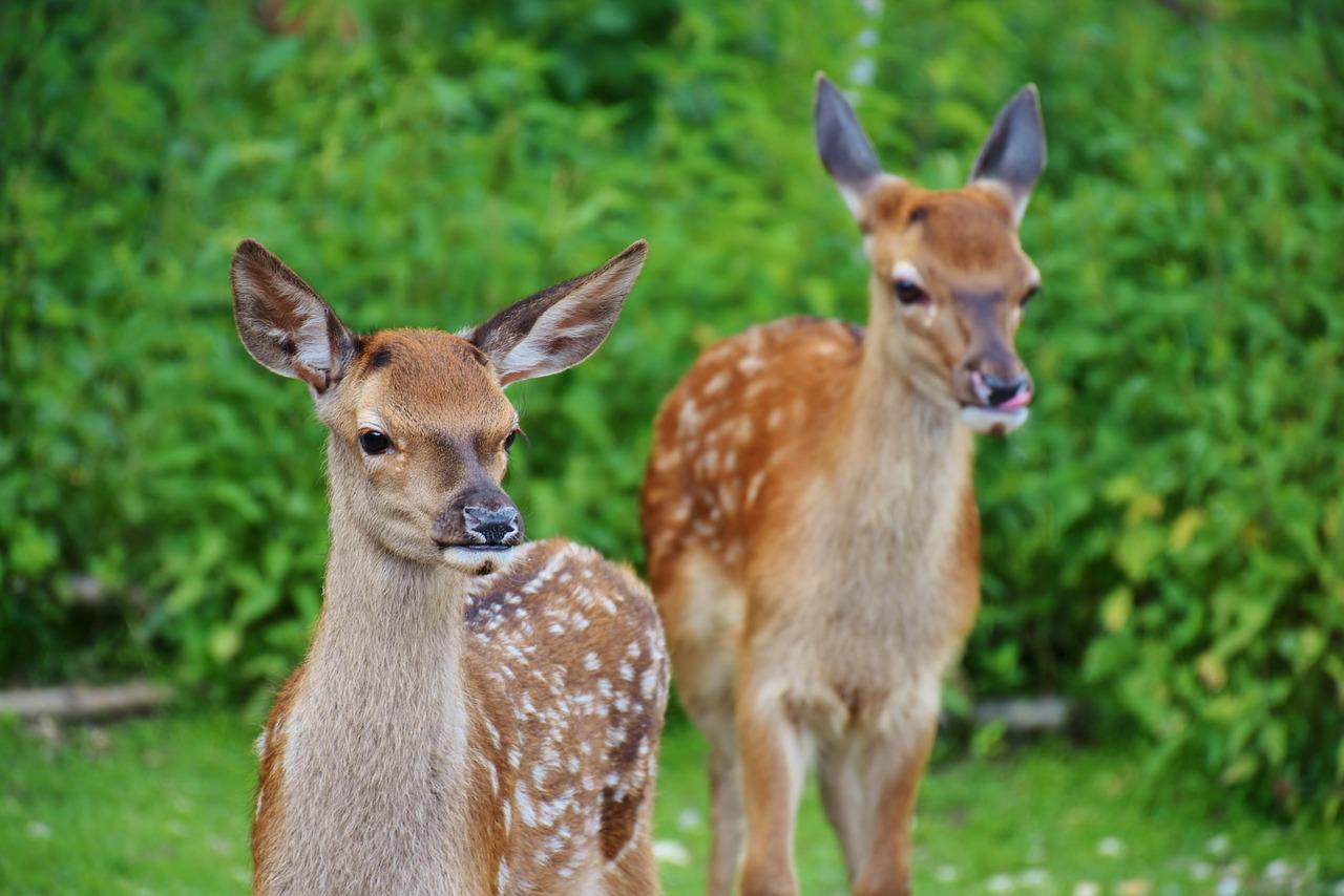List of 20 Animals With Horns (With Pictures) - Animallot