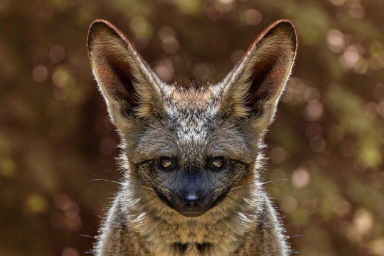 List of 20 Animals With Big Ears (with pictures) - Animallot