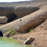 What Animals Build Dams - Animallot