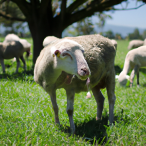 What Animals Are Producers - Animallot