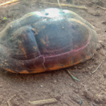 Animals That Move Slowly - Animallot