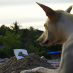 Do All Animals Have Brains - Animallot