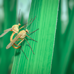 How Animals Attract Mates - Animallot