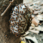 How Animals Build Their Homes - Animallot