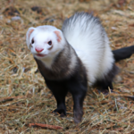 Animals Similar To Ferrets - Animallot